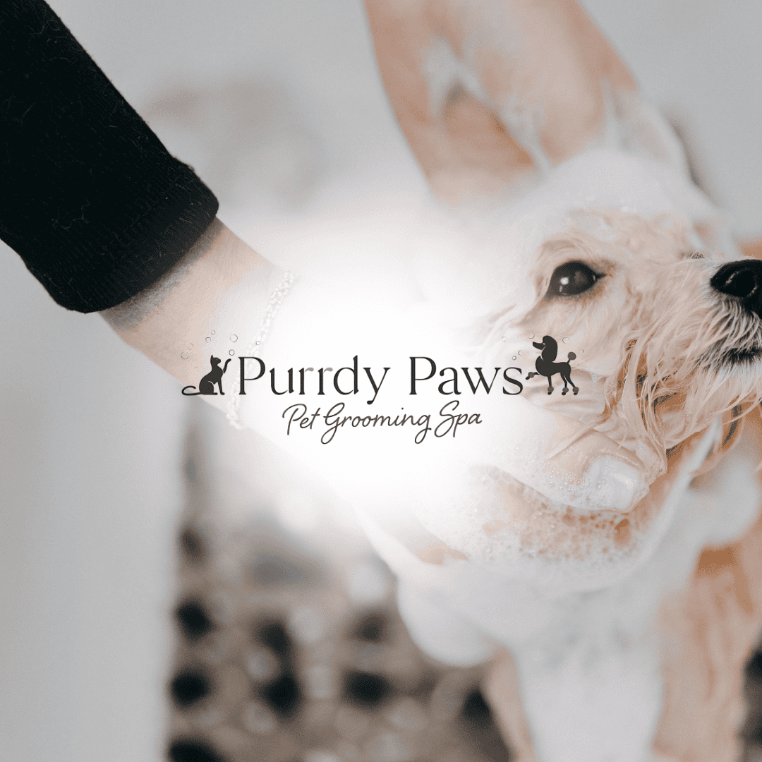 Pet Grooming Ottawa | Purrdy Paws Pet Grooming Spa - Vanier BIA